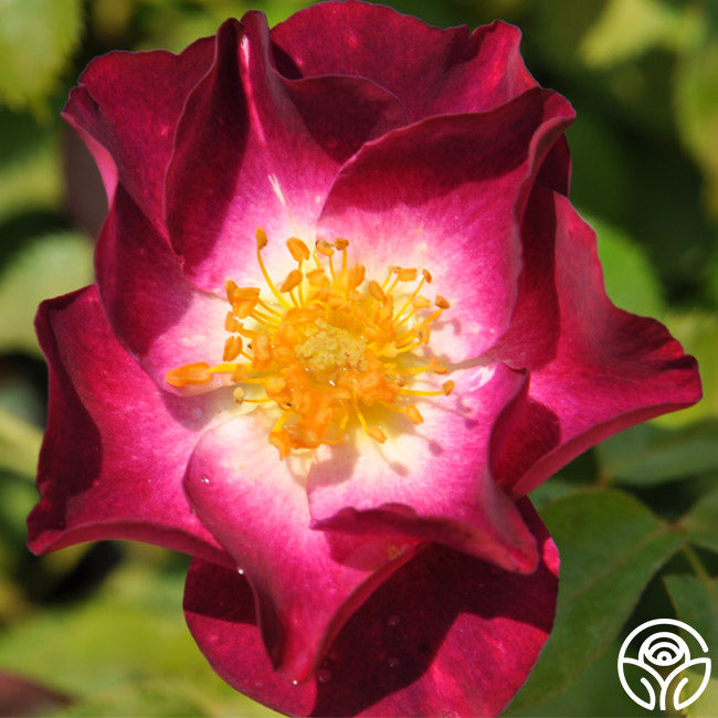 Stormy Weather Rose - Climbing Roses - Moderately Fragrant – Heirloom Roses