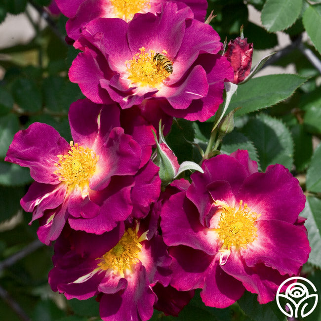 Stormy Weather Climbing Rose | Purple Rose Plant – Heirloom Roses