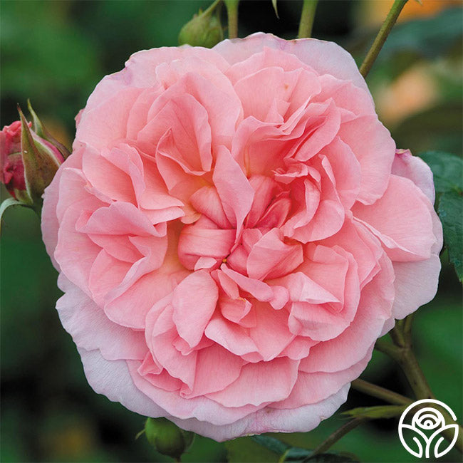 Strawberry Hill | David Austin Climbing Rose – Heirloom Roses