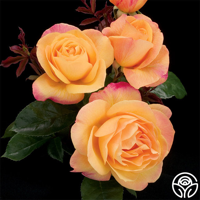 Strike It Rich Rose - Grandiflora - Very Fragrant – Heirloom Roses