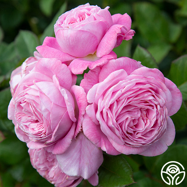 Oregold Rose - Hybrid Tea - Lightly Fragrant – Heirloom Roses