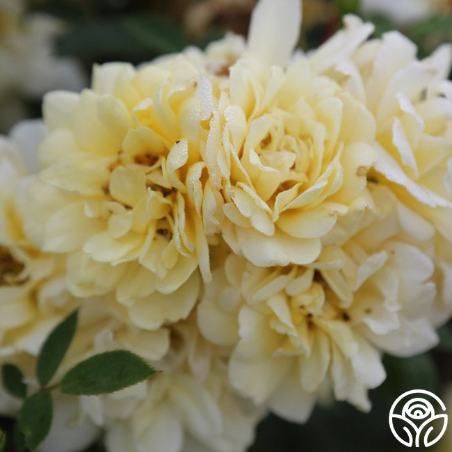 Sunshine Sally Rose - Shrub - – Heirloom Roses