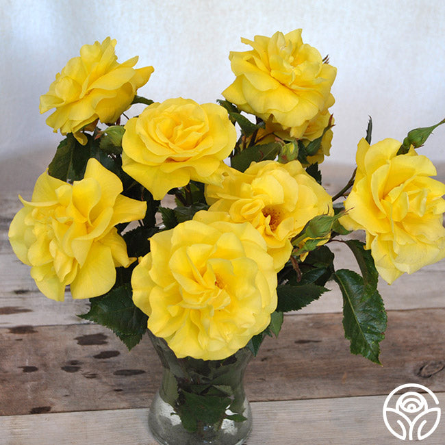 Sunsprite | Yellow Floribunda Rose Bush – Heirloom