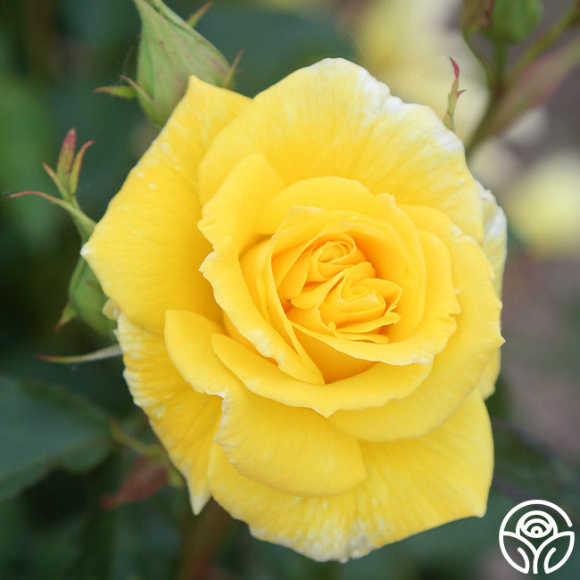 Sunsprite | Yellow Floribunda Rose Bush – Heirloom Roses