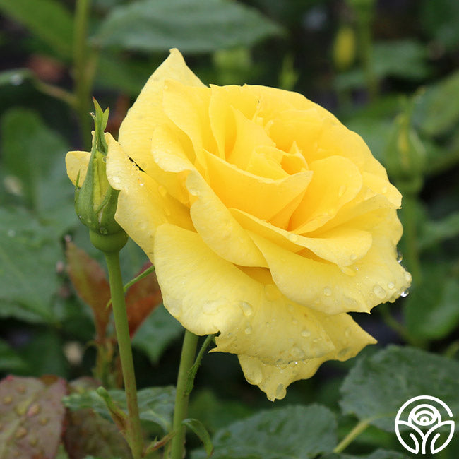 Sunsprite | Yellow Floribunda Rose Bush – Heirloom