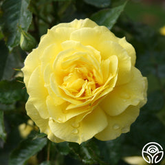 Sunsprite | Yellow Floribunda Rose Bush – Heirloom