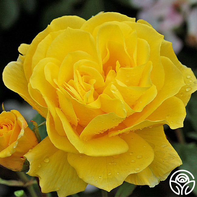 Sunsprite | Yellow Floribunda Rose Bush – Heirloom