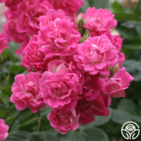 Super Excelsa Rose - Rambling Rose - – Heirloom Roses