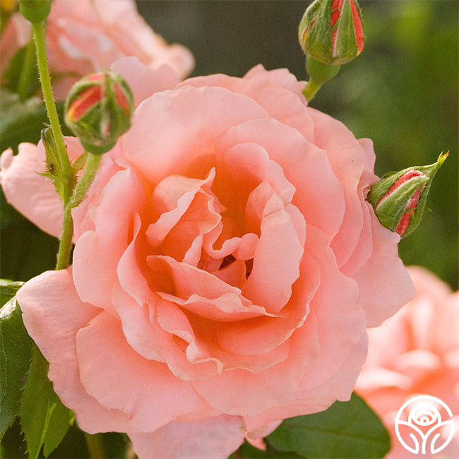 Sweet Fragrance | Orange Grandiflora Rose Bush – Heirloom Roses