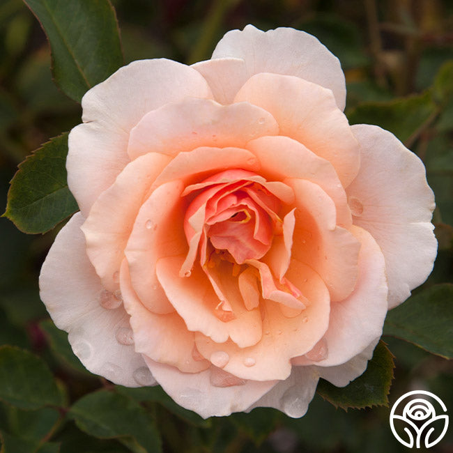 Sweet Sixteen Shrub Rose |Fragrant Rose Plant – Heirloom Roses