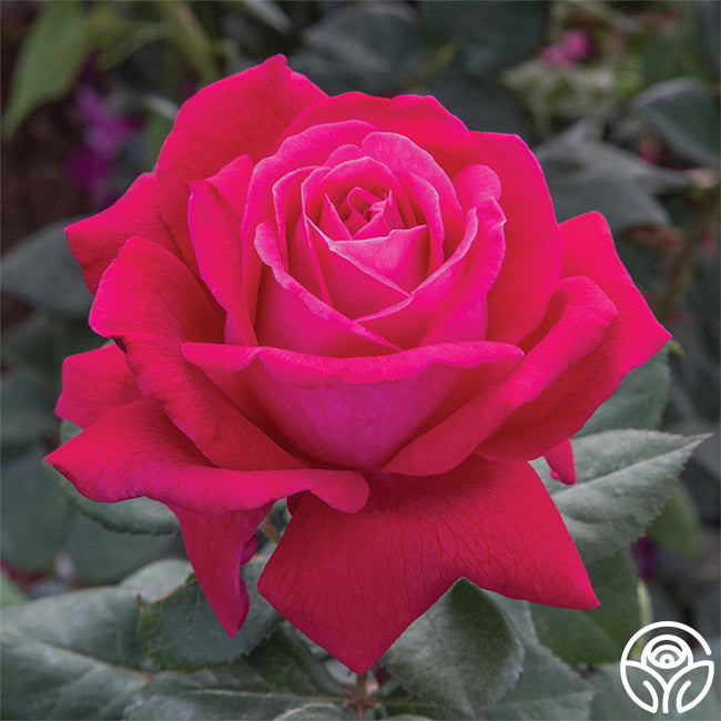 Sweet Spirit™ | Pink Grandiflora Rose Bush – Heirloom Roses