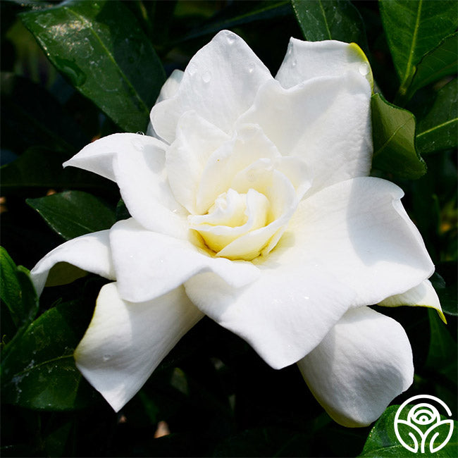 Sweet Tea™ – Heirloom Roses