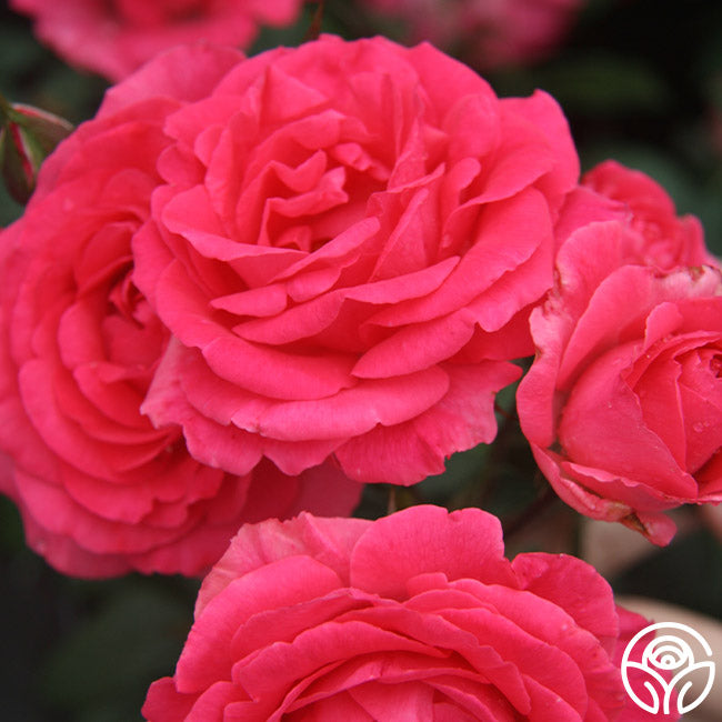 Tahitian Treasure Grandiflora Rose | Pink Rose Bush – Heirloom Roses