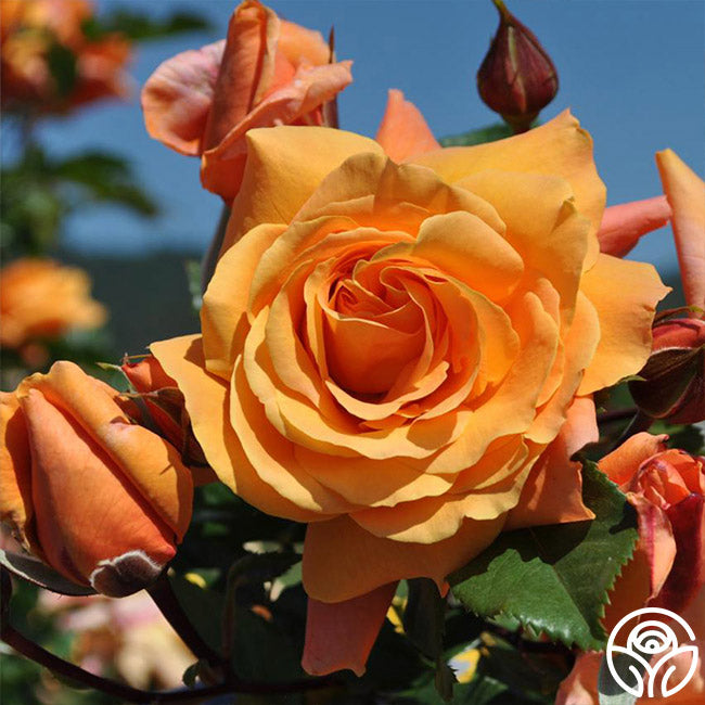 Tangerine Skies™ – Heirloom Roses