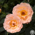 The English Lady Rose - English Legend - Moderately Fragrant – Heirloom ...