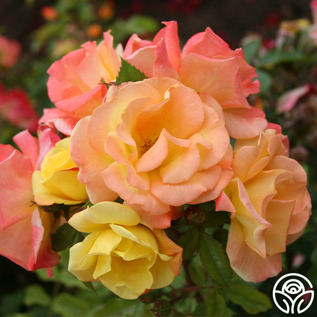 The Magician Climbing Rose | Colorful Rose Bush – Heirloom Roses