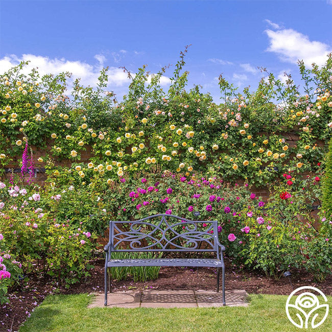 The Pilgrim Rose - David Austin - Exceptionally Fragrant – Heirloom Roses