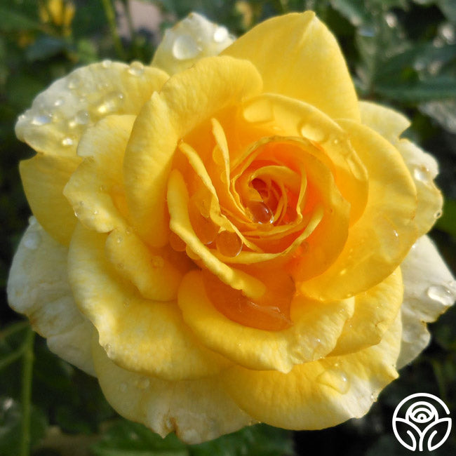 The Poet Shrub Rose | Fragrant Rose Plant – Heirloom