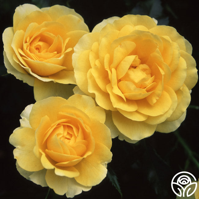 The Poet Shrub Rose | Fragrant Rose Plant – Heirloom
