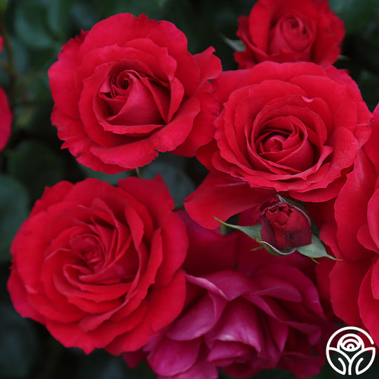 The Prince's Trust Rose - English Legend - Lightly Fragrant – Heirloom ...