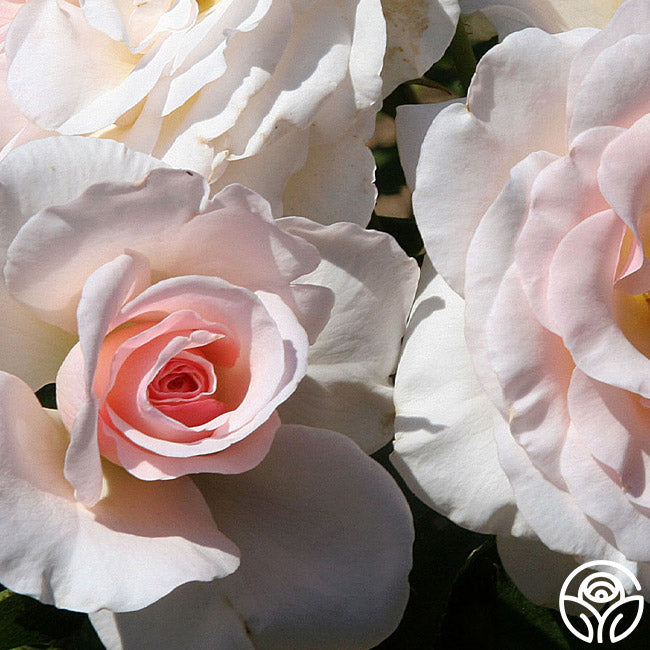 The Soham Rose Rose - English Legend - Lightly Fragrant – Heirloom Roses
