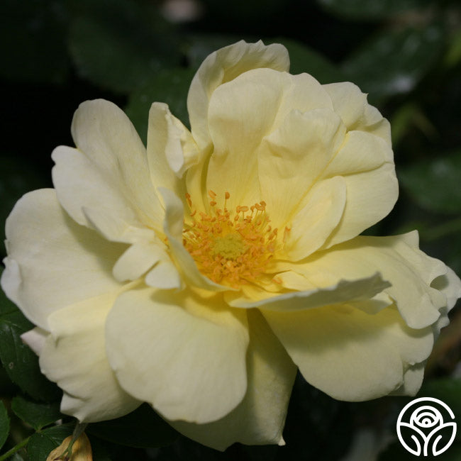 Topaz Jewel Rugosa Rose | Fragrant Rose Plant – Heirloom Roses