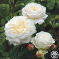 Tranquillity Rose - David Austin - Lightly Fragrant – Heirloom Roses