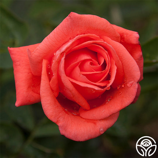 Tropicana Rose - Hybrid Tea - Exceptionally Fragrant – Heirloom Roses