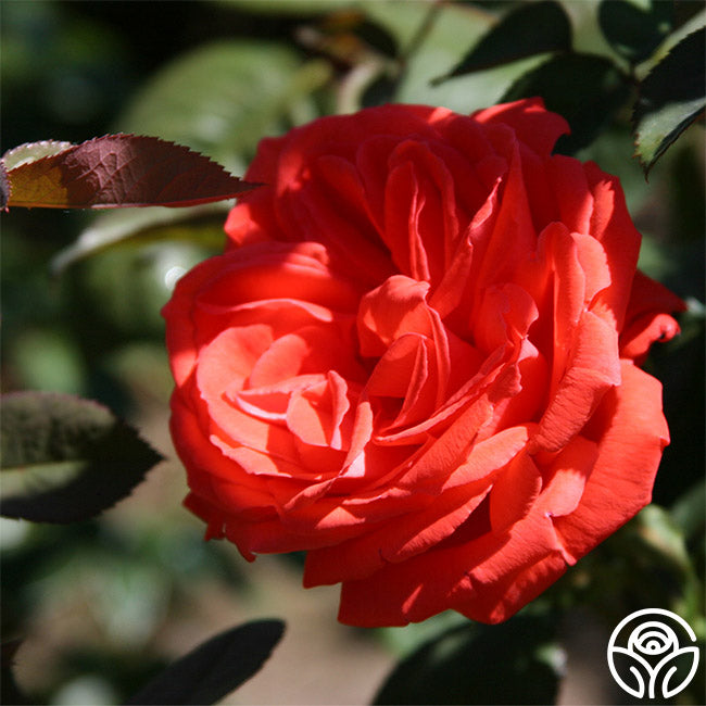 Tropicana Rose - Hybrid Tea - Exceptionally Fragrant – Heirloom Roses