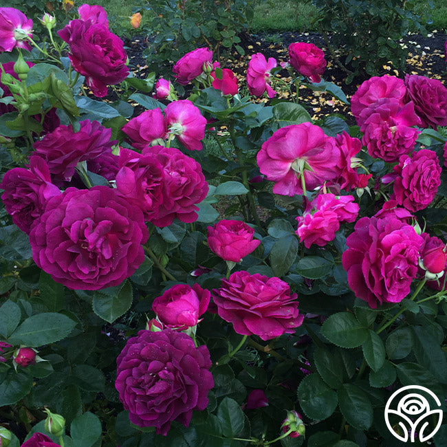 Twilight Zone Grandiflora Rose | Fragrant Rose Bush – Heirloom