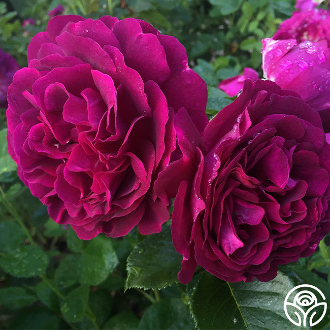 Twilight Zone Grandiflora Rose | Fragrant Rose Bush – Heirloom