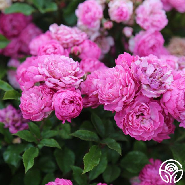 Vineyard Song Shrub Rose | Fragrant Rose Plant – Heirloom Roses