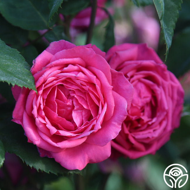 Virginia Reel Hardy Rose | Pink Rose Plant – Heirloom Roses