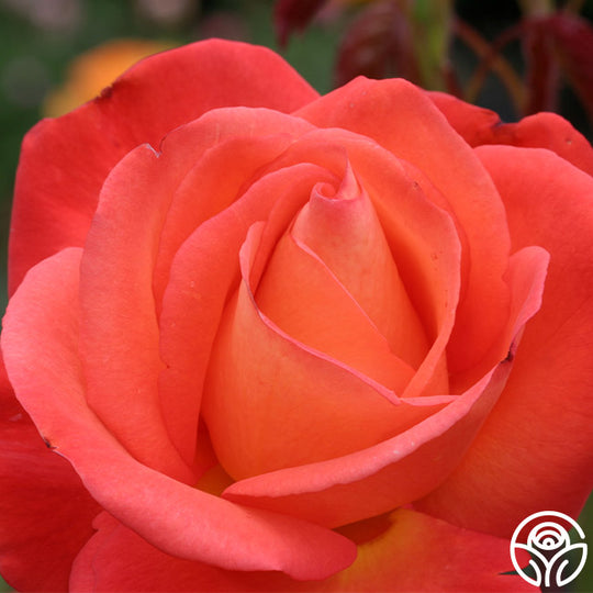 Voodoo Rose - Hybrid Tea - Moderately Fragrant – Heirloom Roses
