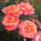 Voodoo Rose - Hybrid Tea - Moderately Fragrant – Heirloom Roses