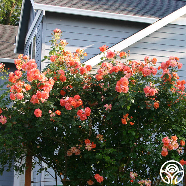 Shade-Tolerant Roses – Heirloom Roses