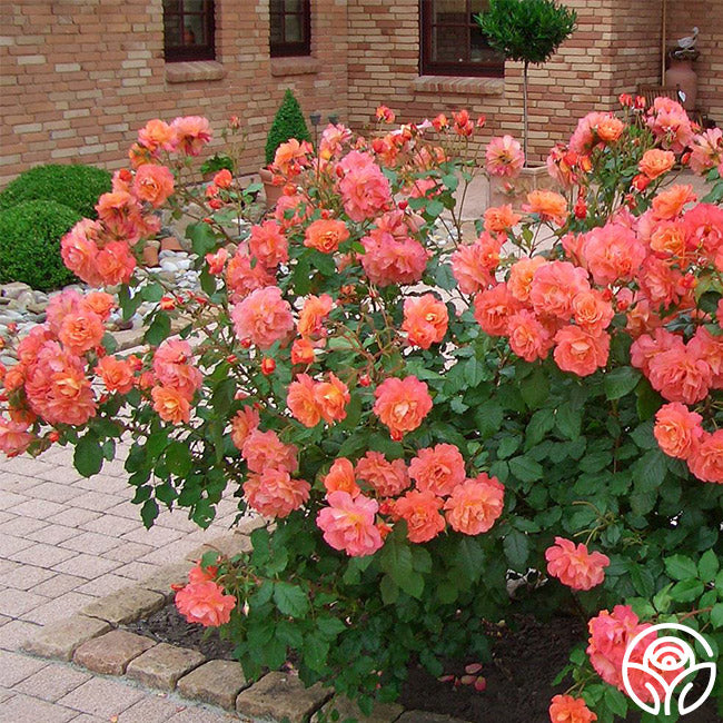 Shade-Tolerant Roses – Heirloom Roses