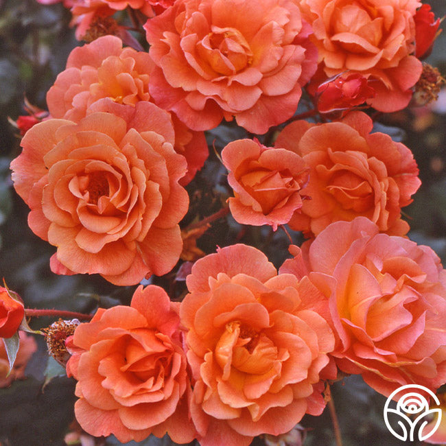 Shade-Tolerant Roses – Heirloom Roses