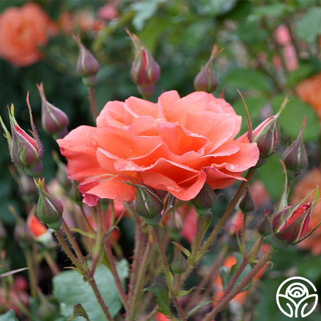 Shade-Tolerant Roses – Heirloom Roses