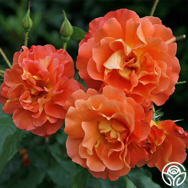 Shade-Tolerant Roses – Heirloom Roses