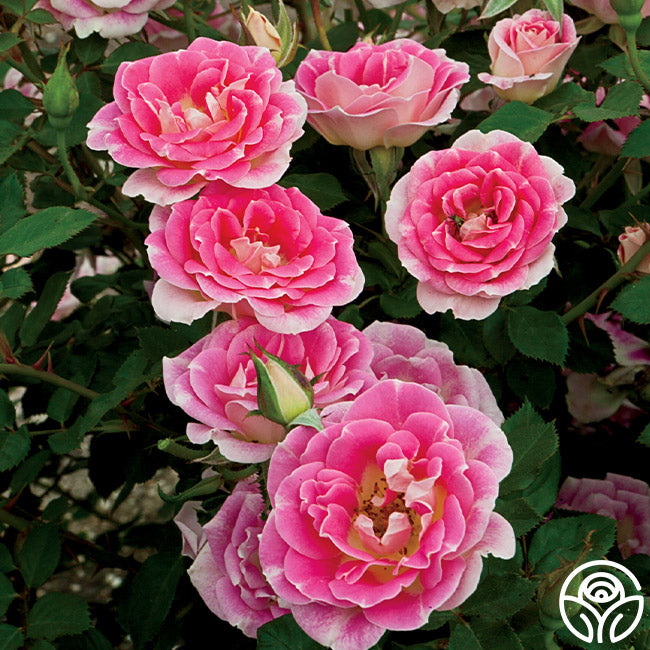 Whimsy – Heirloom Roses