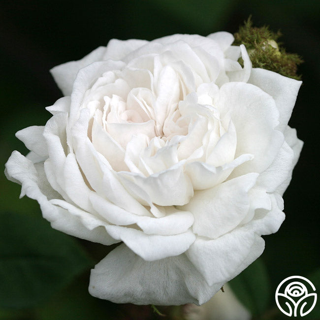 White Bath | White Rose Bush – Heirloom Roses
