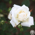 White Cap Rose - Climbing Roses - Very Fragrant – Heirloom Roses