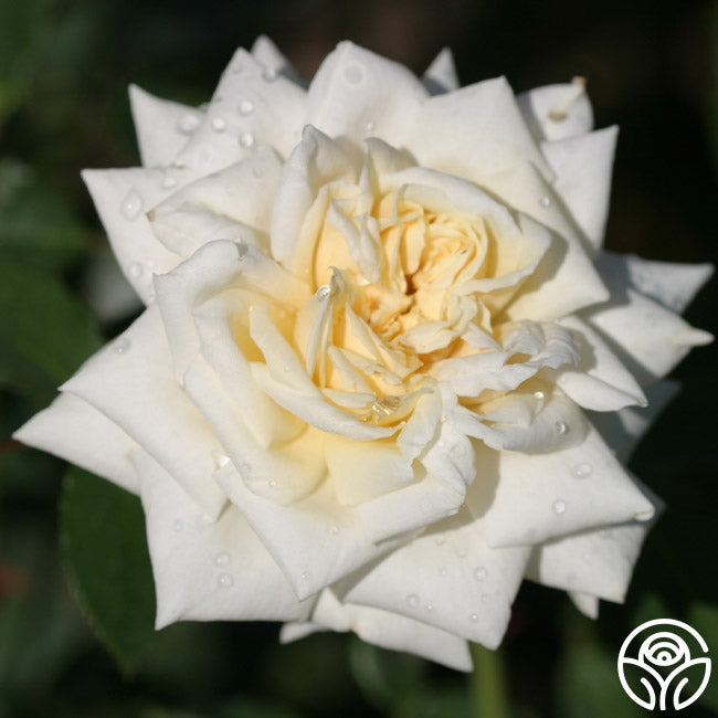 White Cap Climbing Rose | Fragrant Rose Plant – Heirloom Roses