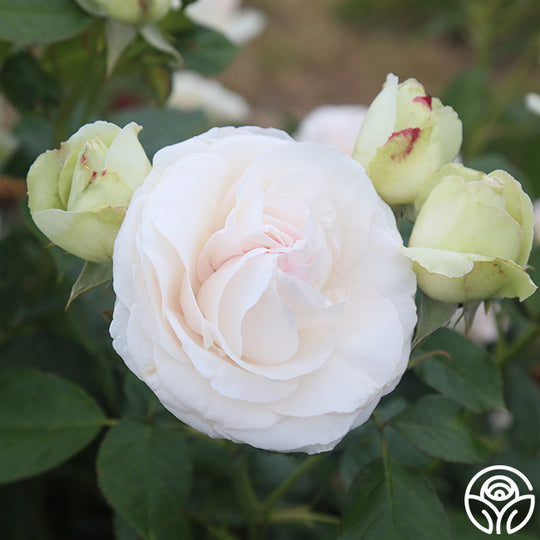 White Eden Rose - Climbing Roses - Lightly Fragrant – Heirloom Roses
