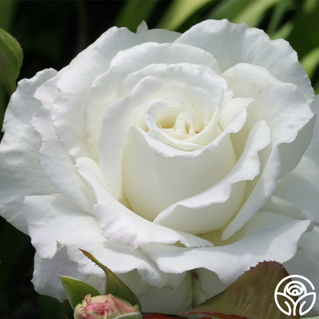 White Lightnin' Grandiflora Rose | Fragrant Rose Bush – Heirloom Roses
