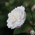 White Pet Rose - Polyantha - Moderately Fragrant – Heirloom Roses