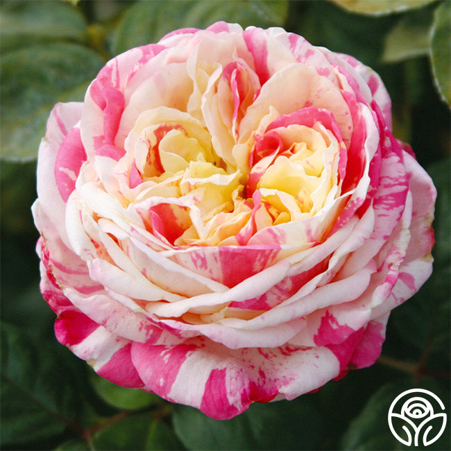 Wonderstripe Rose - Shrub - Very Fragrant – Heirloom Roses